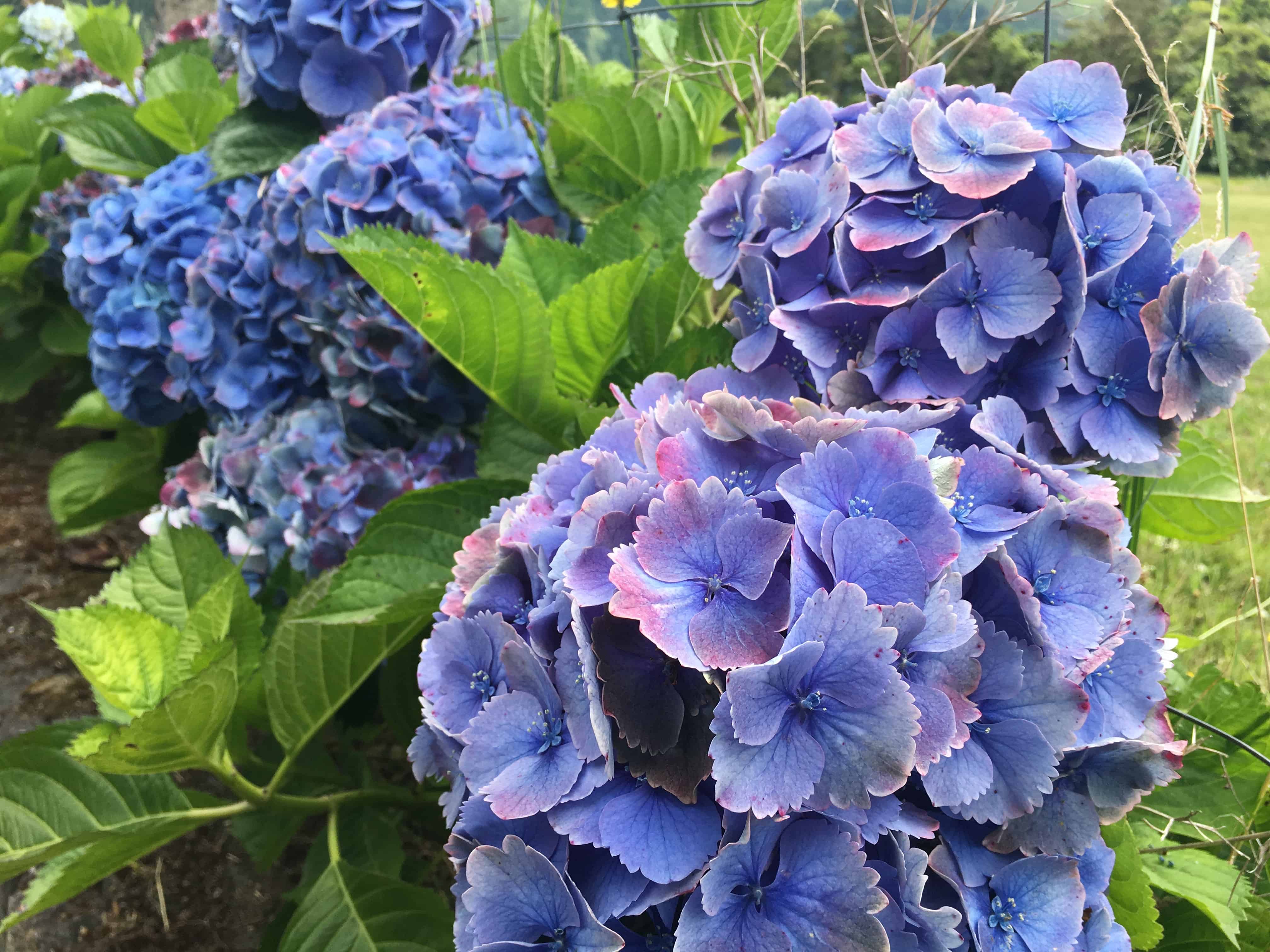 The Island of Sao Miguel—A visit to Portugal’s Azores. - MilesGeek