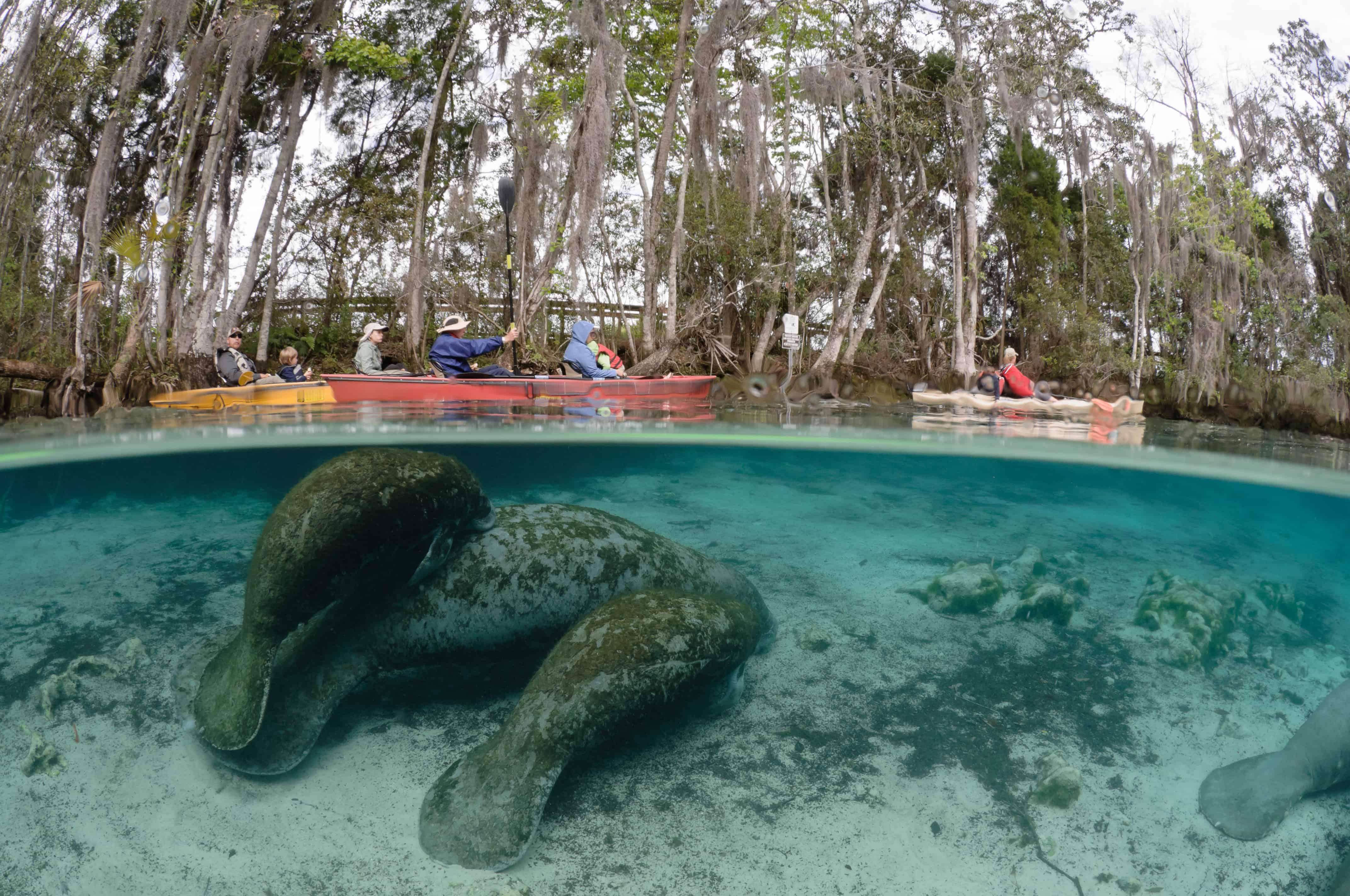Encounters with Manatees in Crystal River, Florida - MilesGeek